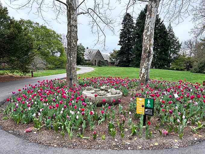 Spring's tulip explosion creates a riot of color that would make even the most jaded gardener stop and stare.