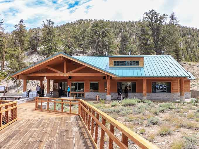 The modern facility blends seamlessly with its mountain surroundings, offering comfort before you meet Earth's oldest living residents nearby.