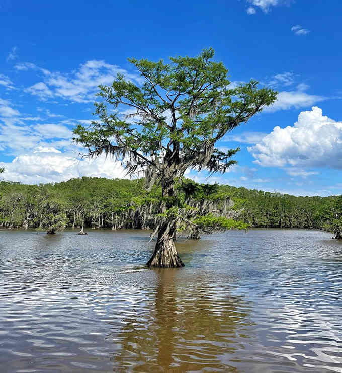 A solitary cypress rises from the water like nature's sculpture, draped in Spanish moss and timeless beauty.