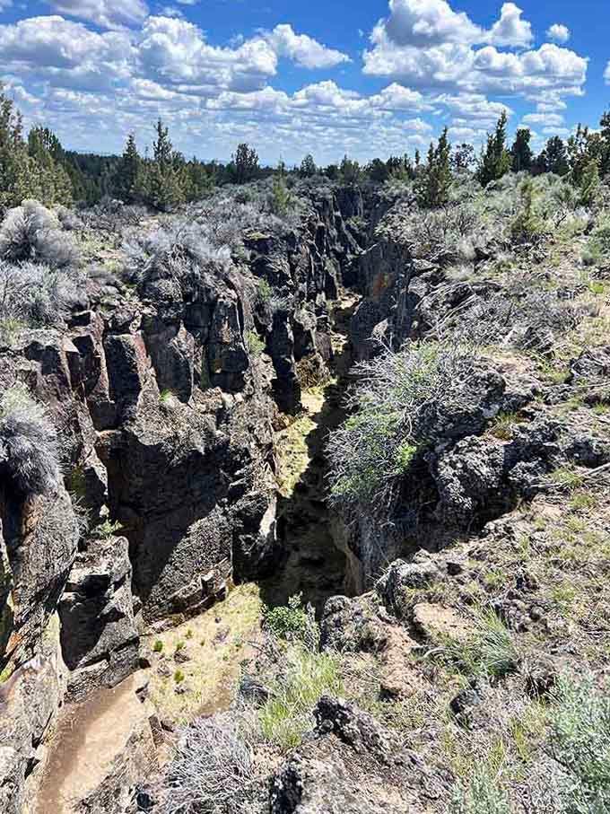 Sunlight illuminates the dramatic fissure walls while hardy desert plants cling to edges, proving life finds a way everywhere.