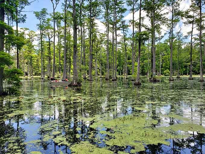 Paddling through this enchanted swamp forest feels like exploring a secret world where time stands completely still.