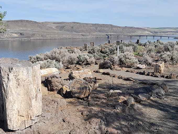 Petrified logs rest near the water's edge, ancient witnesses to when this landscape looked completely different.
