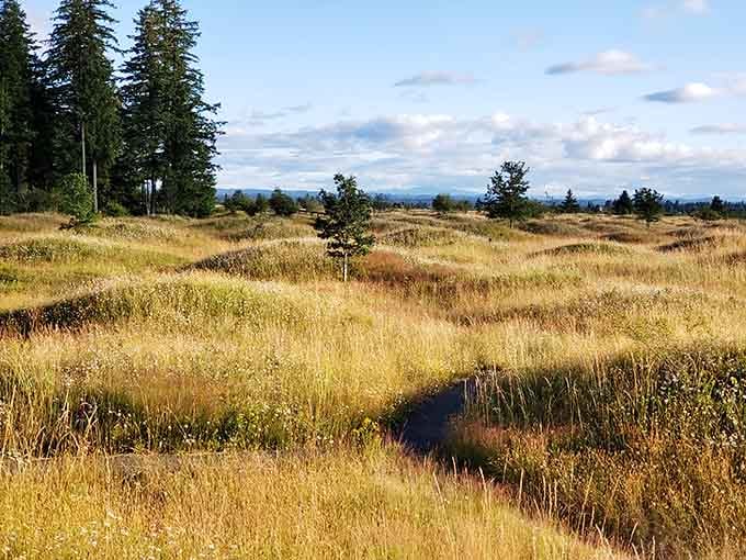 Golden prairie grasses wave across the mounds like a frozen ocean, each mysterious bump holding secrets from the distant past.