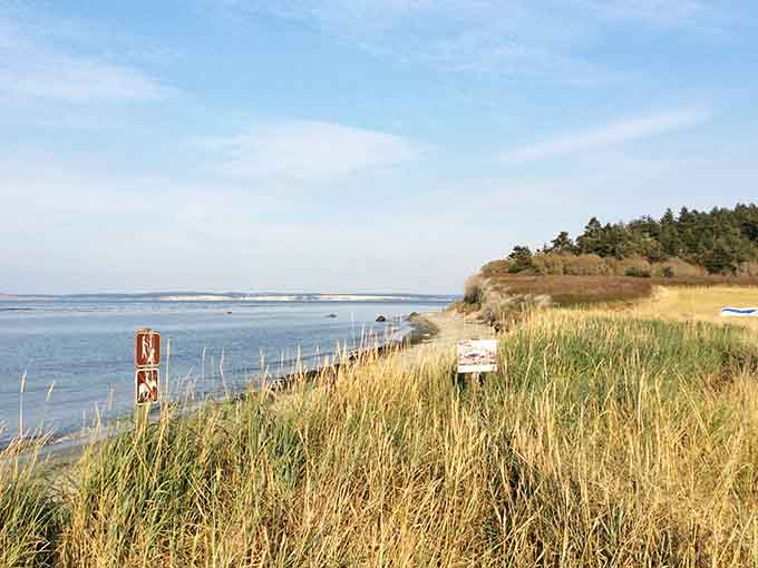 Golden dune grass waves in ocean breezes while warning signs remind visitors to respect this pristine coastline.