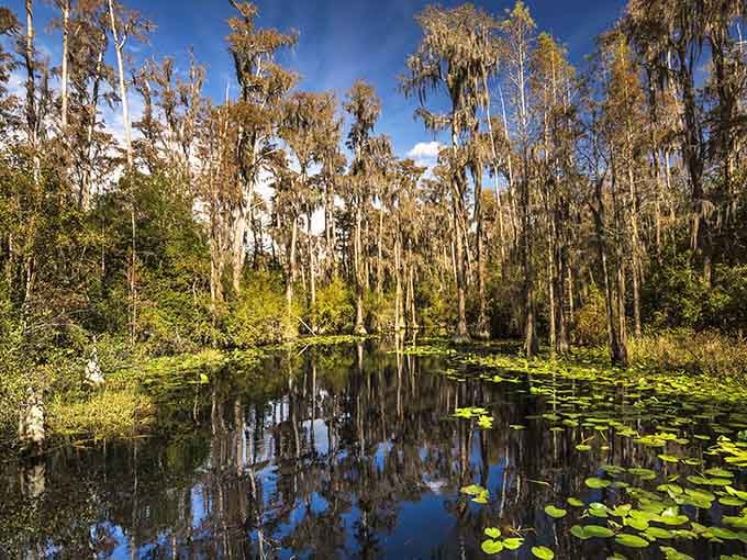 Spanish moss drapes the swamp in golden hour light, creating an atmosphere that's equal parts mysterious and mesmerizing.