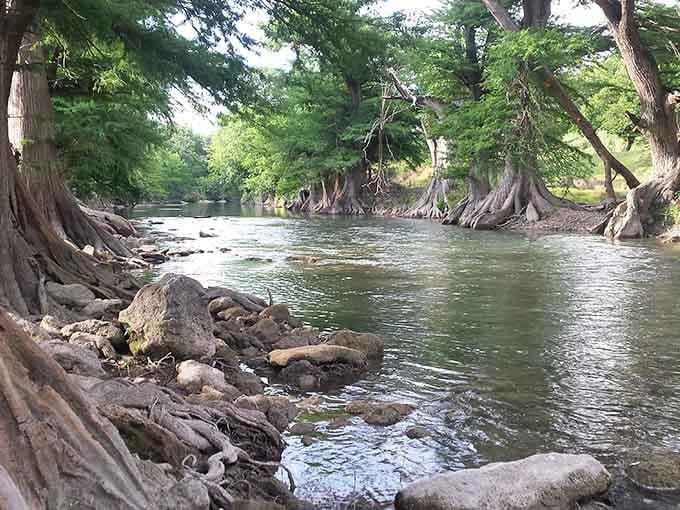 Those ancient cypress knees rise from the riverbed like sculptures, standing guard over waters that stay cool year-round.