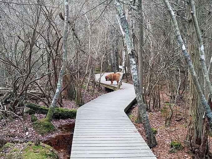 Even the local wildlife knows this winding path through the swamp offers the best route for peaceful contemplation.