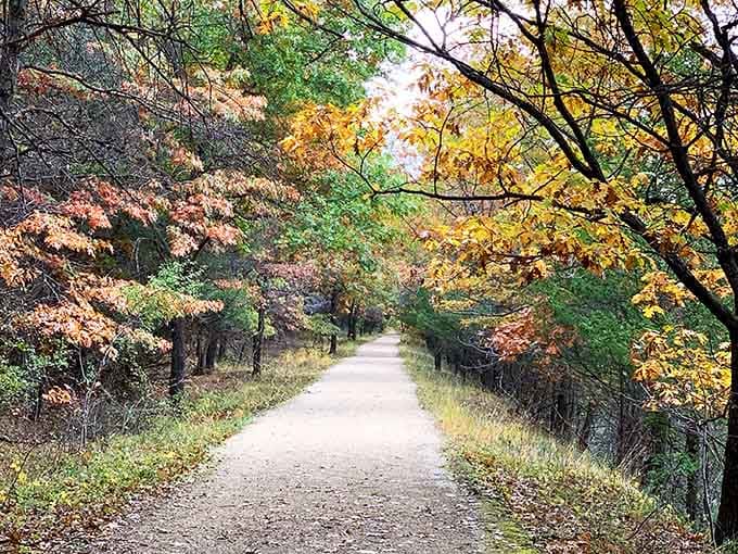 Fall colors tunnel through the trees like nature decided to paint every leaf just to make you smile.