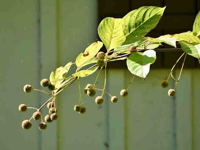 Even the seed pods here look like they're auditioning for a nature documentary about botanical beauty.