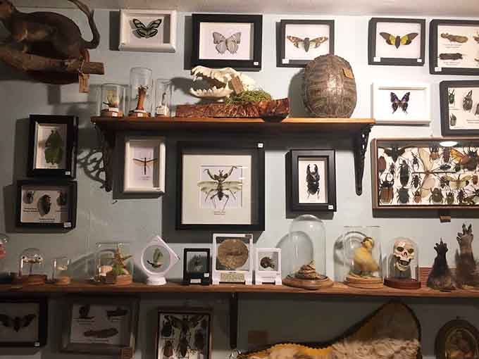 Framed insects display nature's smallest creatures as the works of art they truly are, wings and all.