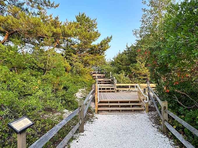 Wooden boardwalks through maritime forest prove nature knows how to design better than most landscape architects.
