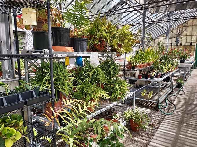 More greenhouse treasures await, proving you can grow just about anything with the right amount of love.