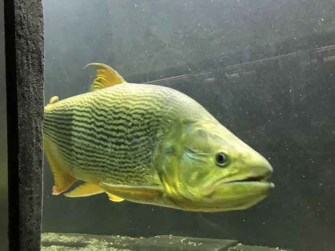 The Golden Dorado looks like it's contemplating life's big questions, or possibly judging your weekend plans with surprising accuracy.
