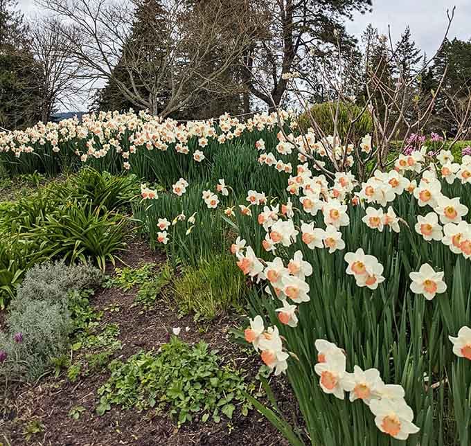 Spring's daffodil display turns the garden into nature's own version of a golden hour Instagram filter come to life.