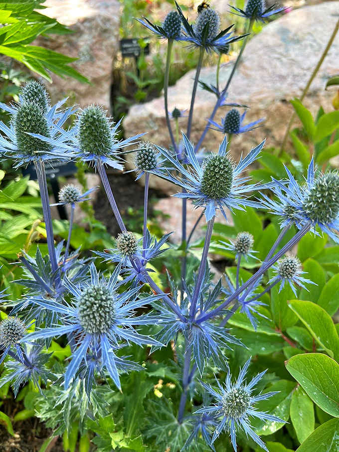Sea holly's spiky blue blooms look like they belong in a Dr. Seuss book, proving nature has a sense of whimsy.