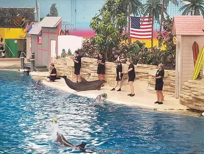 The dolphin show brings more synchronized swimming talent than an entire Olympic team could muster on their best day.