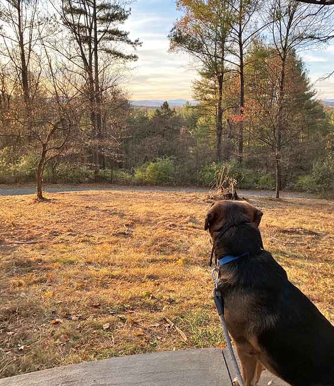 Even the local dogs know this view is worth sitting still for, which says everything.
