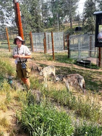 Everything About This Wolf Sanctuary In Colorado Is As Incredible As It ...