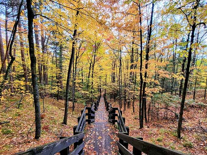 Forest trails that make you forget about your email inbox and remember what fresh air actually smells like.