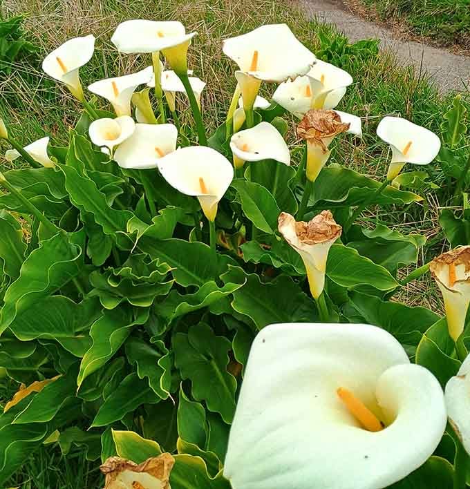 Calla lilies blooming near century-old cypresses &ndash; because apparently this place needed to be even prettier.