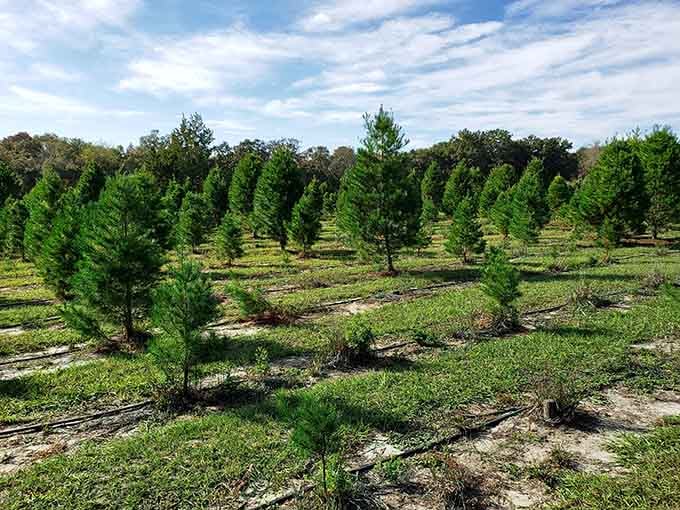 Christmas tree farms in Florida prove you can have holiday traditions without frostbite or snow shovels.