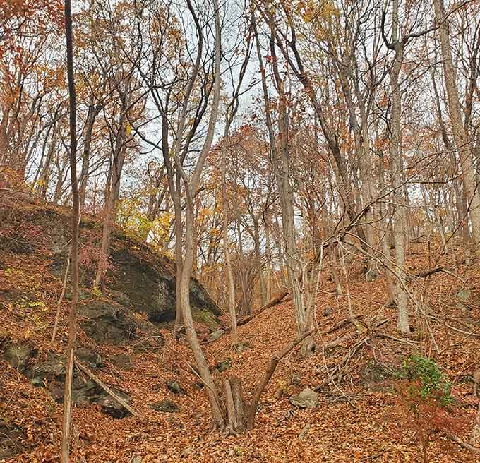 Hillsides carpeted in autumn leaves look like nature decided to redecorate in earth tones, and absolutely nailed it.