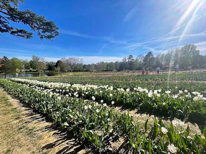White blooms stretch toward the horizon, proving that sometimes simplicity creates the most breathtaking displays.