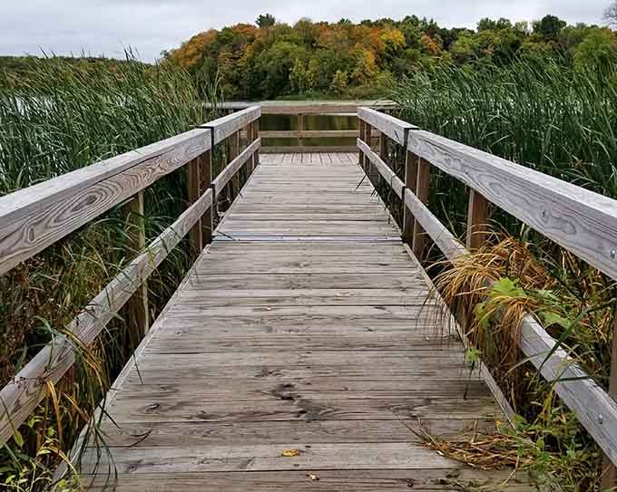 This boardwalk leads you through wetlands where cattails stand guard and nature puts on a show that changes with every season.