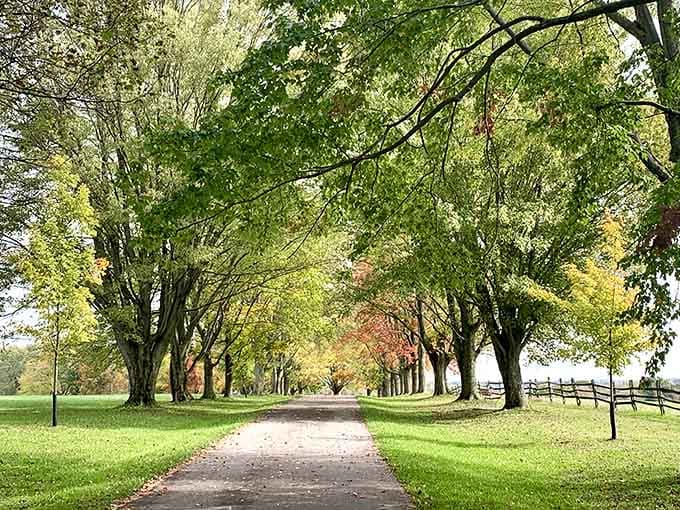 Tree-lined paths at Knox Farm where walking becomes meditation instead of just exercise you're avoiding.