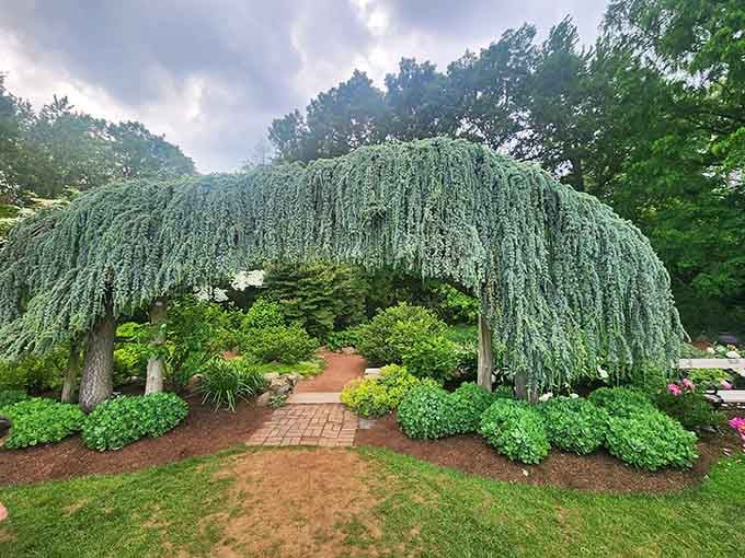 Weeping trees create natural archways that look like something from a fantasy novel.
