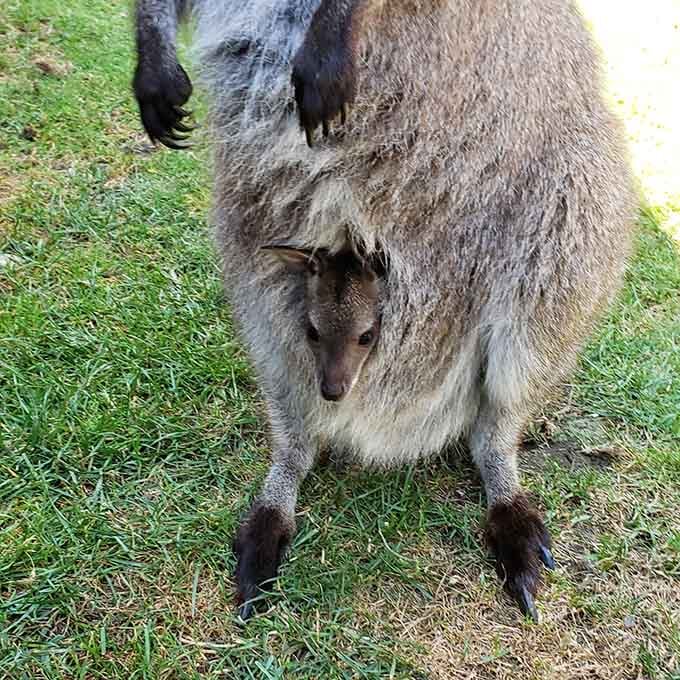 A joey peeking out from mom's pouch, reminding us that nature's baby carriers beat any designer bag ever made.
