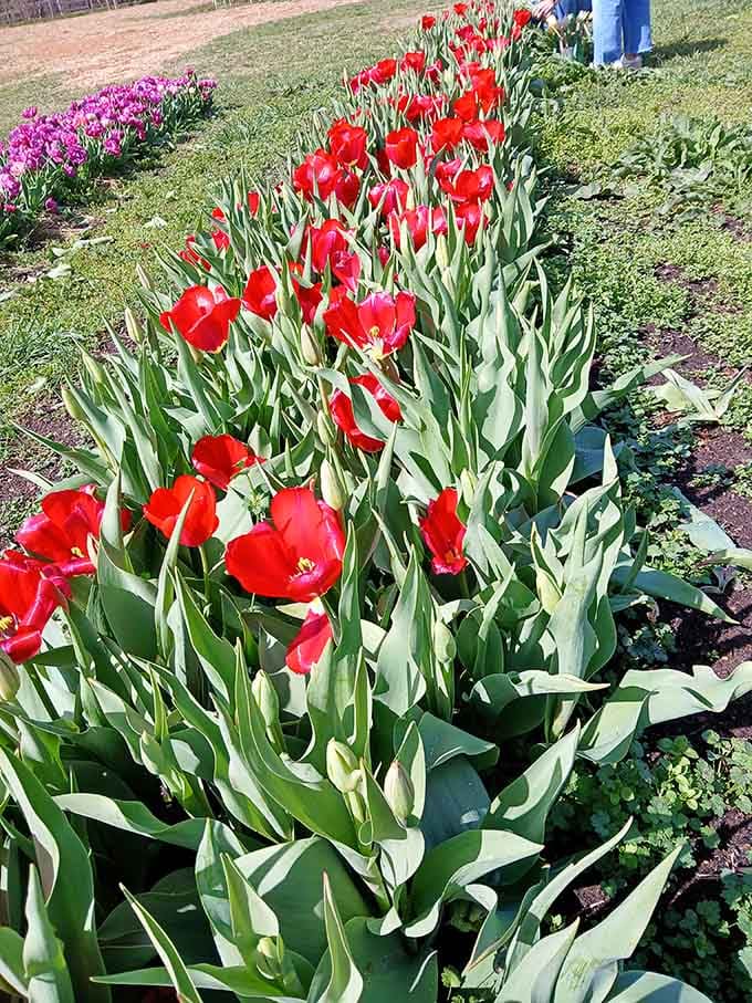 Crimson tulips line the pathways like nature's own red carpet, welcoming you to the floral show of the season.