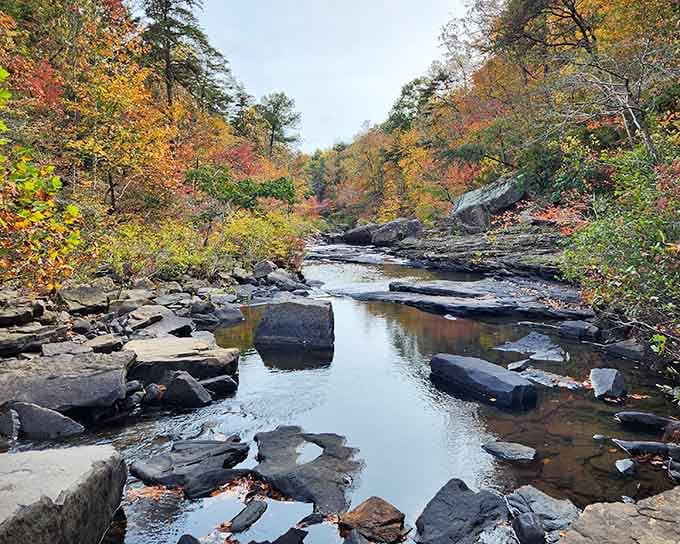 DeSoto State Park's rocky streams create natural pools perfect for cooling off when Alabama summers decide to remind you who's boss.