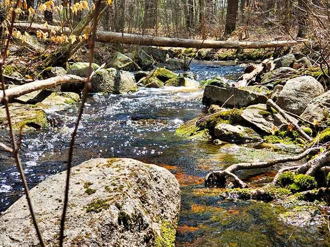 Forest streams burble along like nature's own soundtrack, providing the perfect hiking accompaniment you didn't know you needed.