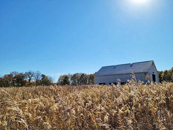 Autumn's golden fields surround this weathered barn, creating a harvest scene worthy of a Thanksgiving greeting card collection.