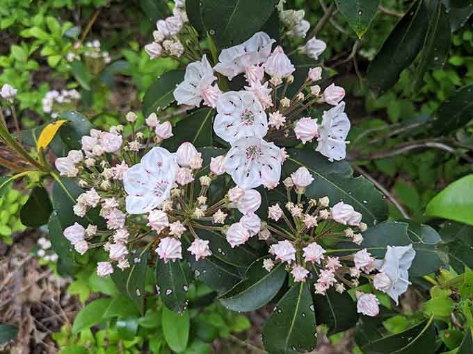 Mountain laurel blooms transform the trails into something worthy of a nature documentary in spring.