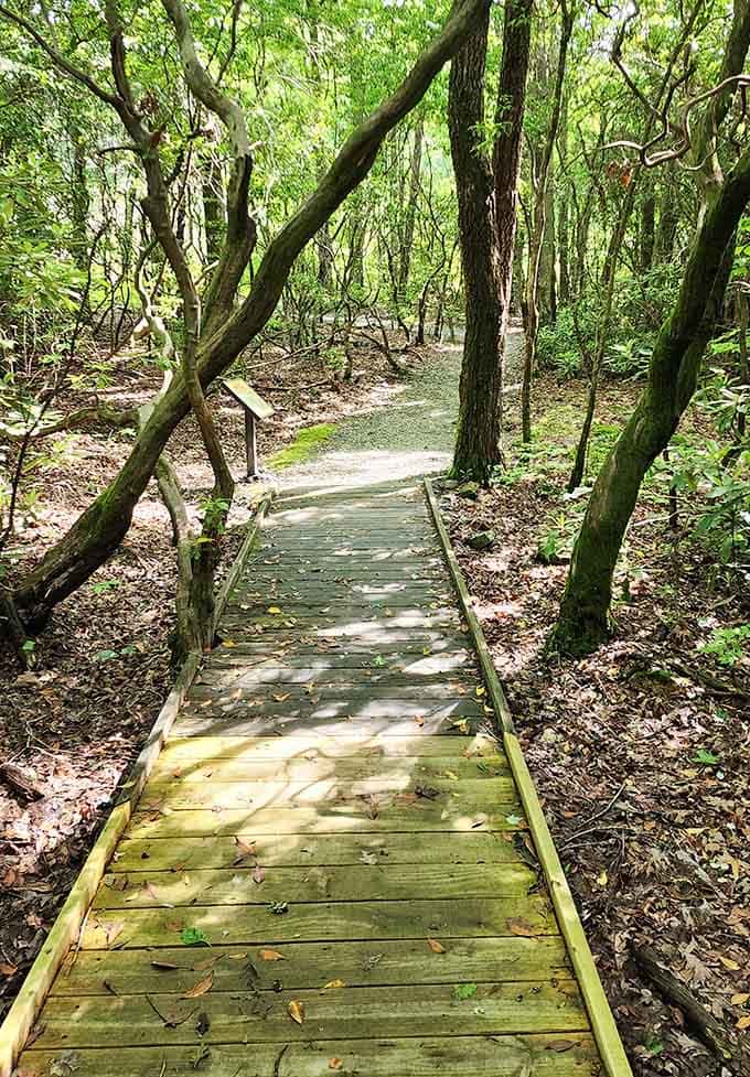 These boardwalks through the forest feel like walking through a fairy tale, minus the talking animals.