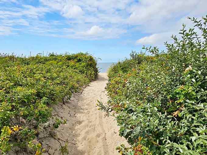 Sandy pathways flanked by beach roses lead you toward the Sound like nature's own welcome committee.