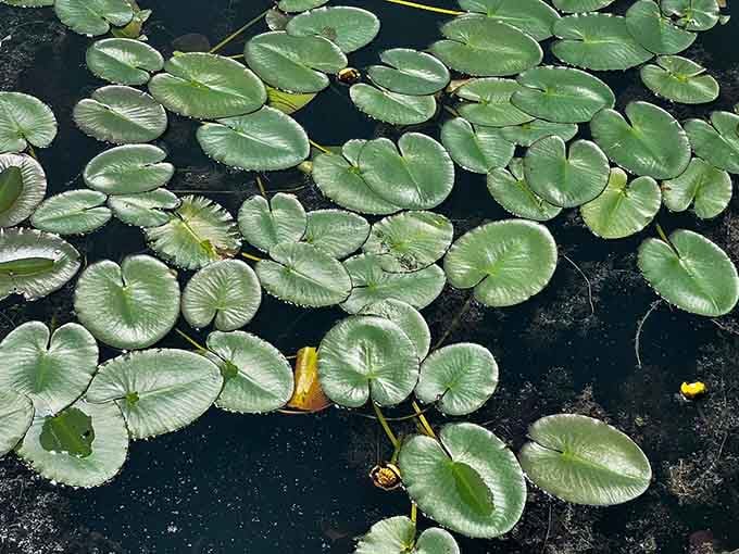 Lily pads floating like nature's own puzzle pieces, creating shelter for fish and beauty for everyone else.