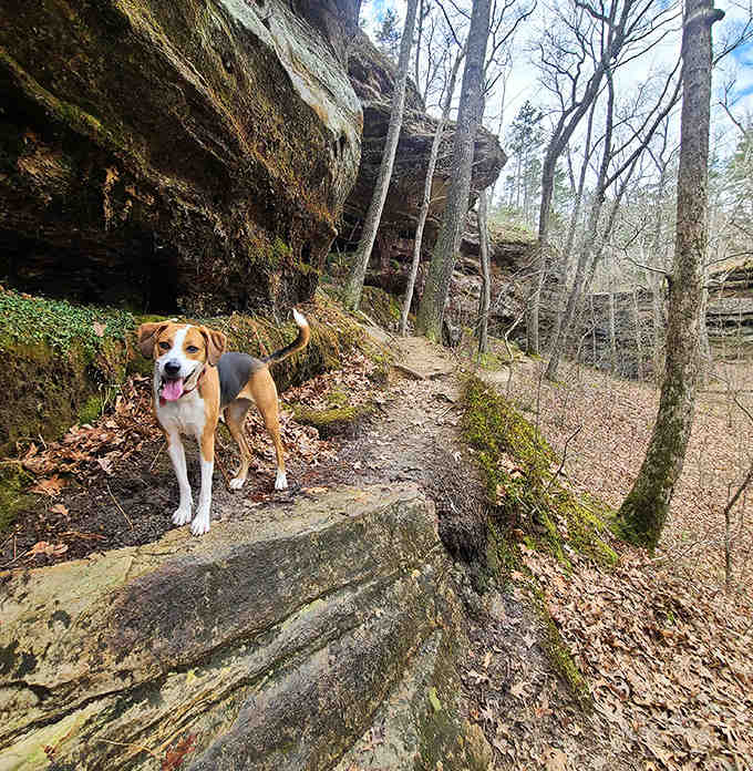 Four-legged hiking companions are welcome here, because dogs appreciate dramatic scenery just as much as their humans do.