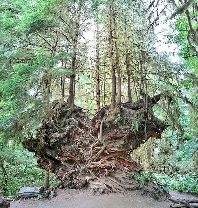 New life sprouting from old stumps, proving nature has better recycling programs than most cities could dream of.