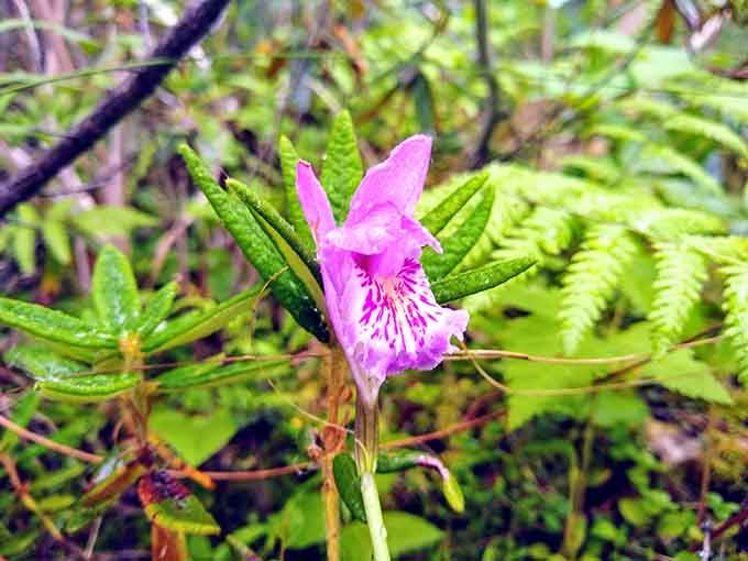 This delicate pink orchid hiding in the moss is nature's way of rewarding observant hikers.