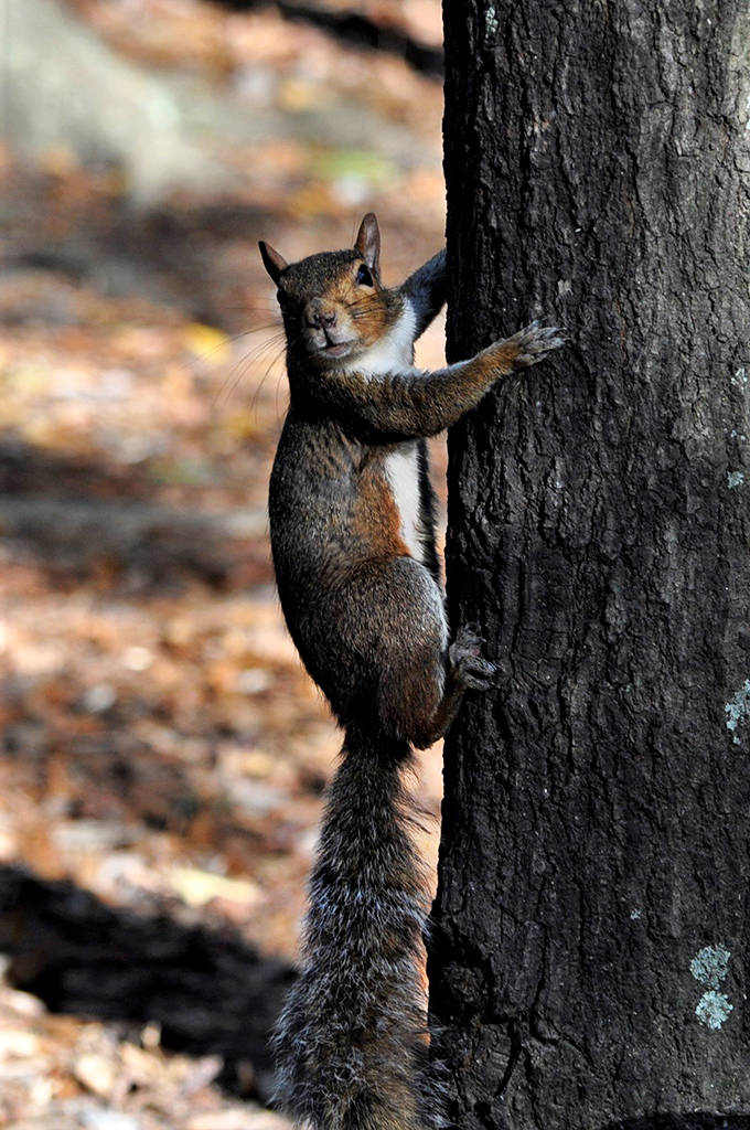 This little acrobat strikes a pose that would make any yoga instructor jealous of such natural flexibility.