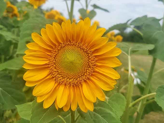 One sunflower standing tall like it's auditioning for a nature documentary about following your dreams.