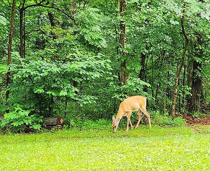 Your new campsite neighbor showed up early, didn't bring any noisy kids, and definitely won't complain about your snoring.
