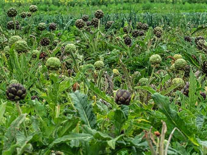 Not every field is flowers; some grow artichokes, proving agriculture here is beautifully diverse.