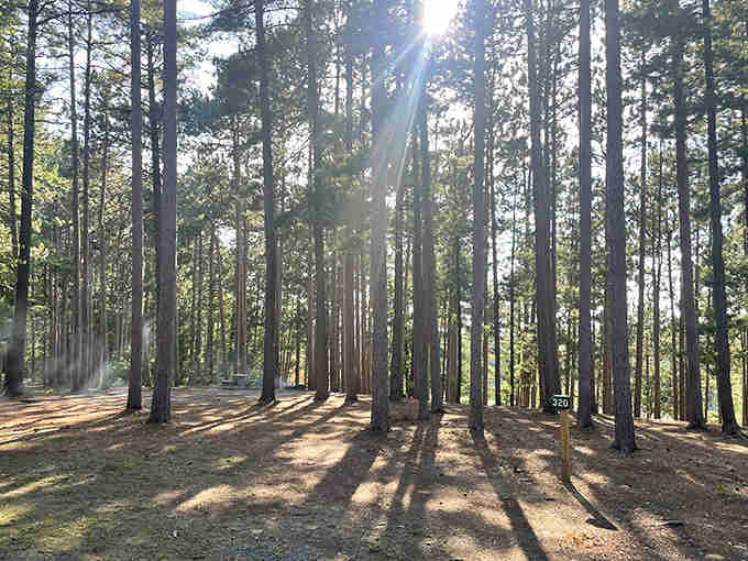 Sunlight filters through towering pines like nature's own cathedral, proving some architecture can't be improved upon by humans.
