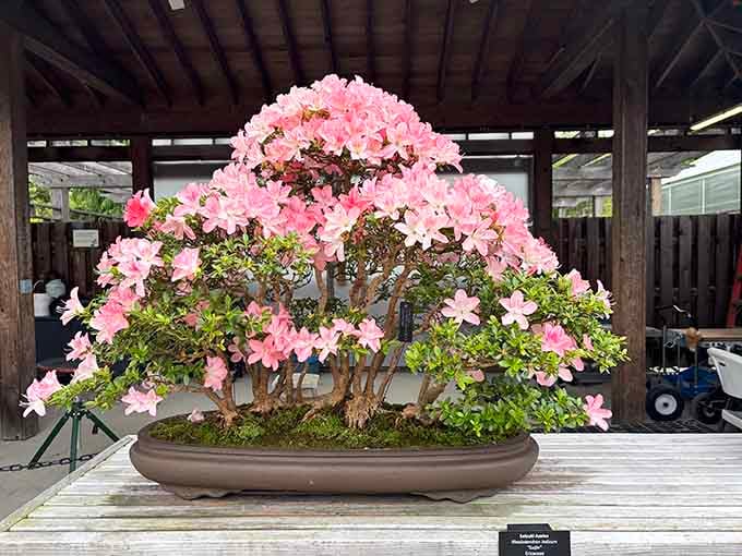 When a bonsai azalea blooms this perfectly pink, it's basically showing off, and we're absolutely here for it.