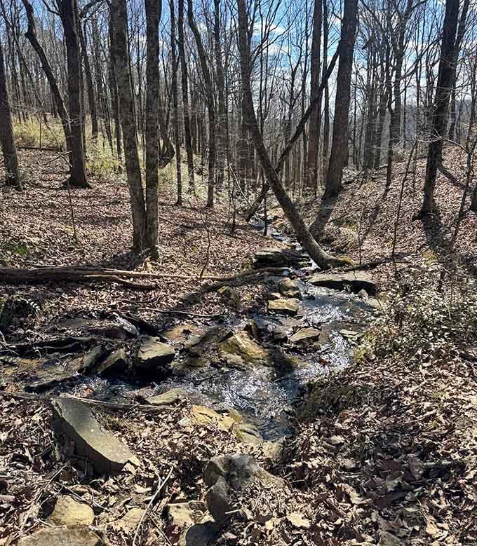 A gentle stream providing the soundtrack to your hike, because nature invented ambient noise long before meditation apps existed.