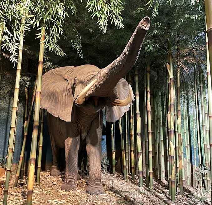 This elephant diorama demonstrates the museum's commitment to showing animals in their natural habitat with breathtaking realism and artistry.